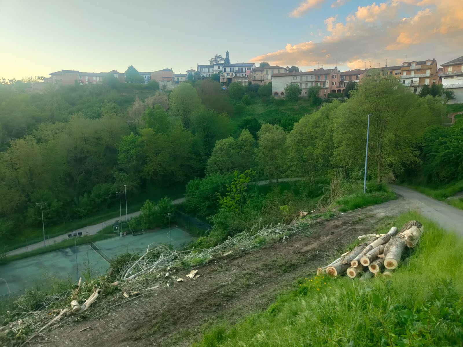 Portacomaro, polemiche sull'abbattimento degli alberi al parco Pollaro ...