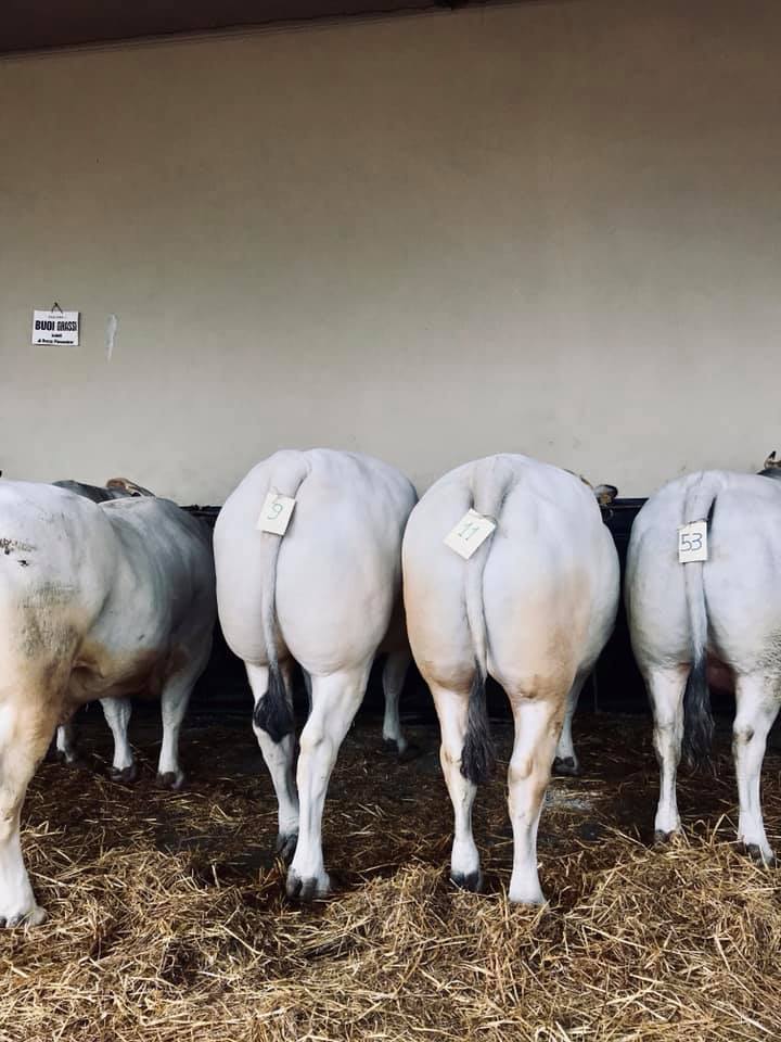 La Fiera del Bue Grasso di Moncalvo in diretta streaming dalle 10 ...